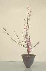 Ikebana Schools